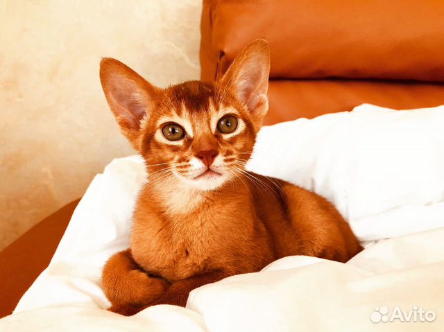 Абиссинские котята соррель