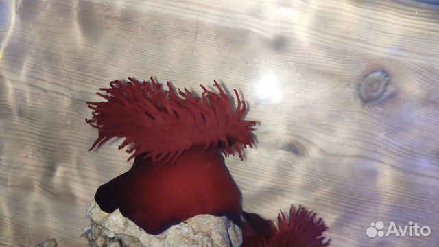 Конская актиния (Actinia equina)