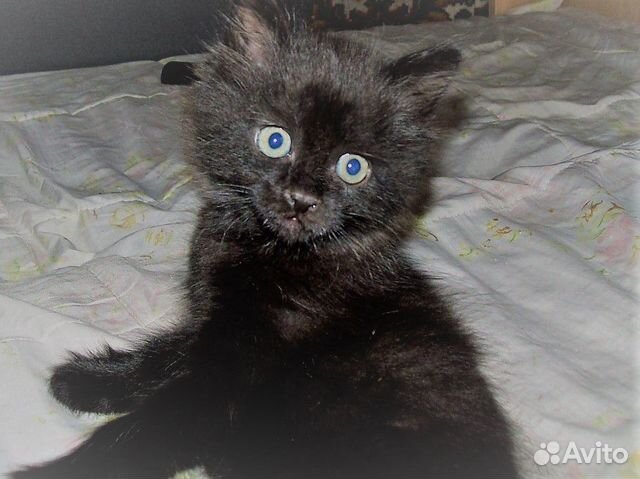 Котенок