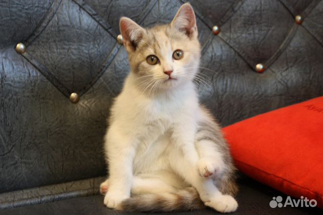 Отдам нежную кошечку 2 месяца