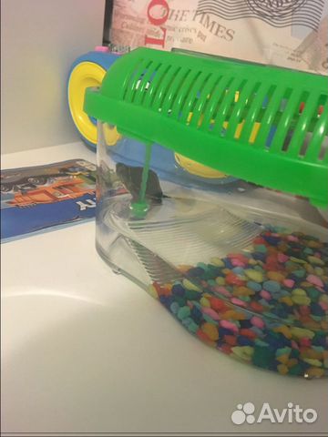 Черепашка бесплатно