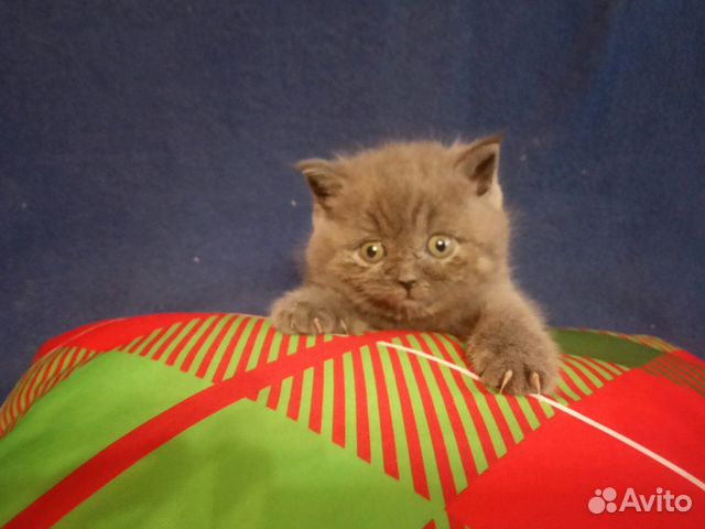 Кошечка 1мес