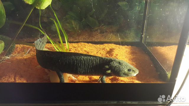 Аксолотль(водяной дракон)