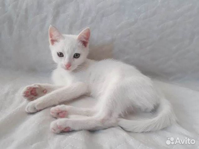 Белый котенок мальчик 4 месяца Ласкуш