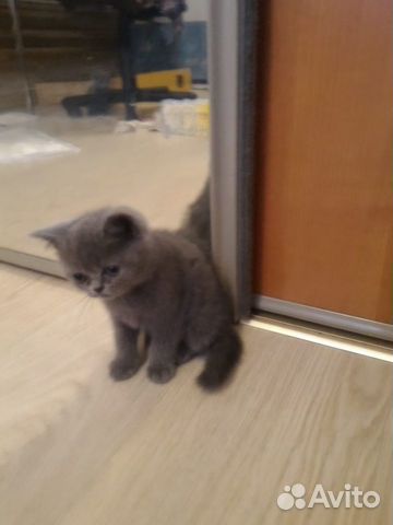 Шотландский котик