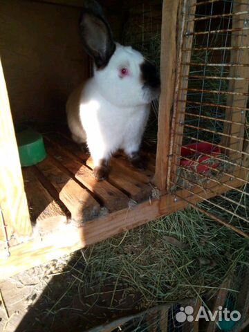 Крол строкач