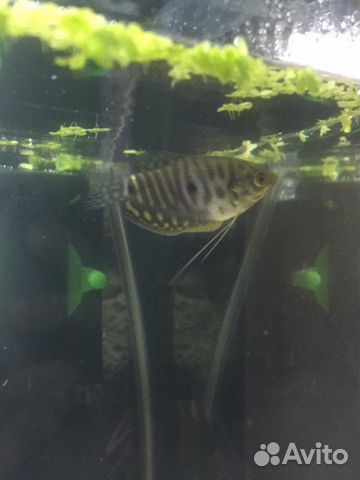 Мальки гурами и их родители