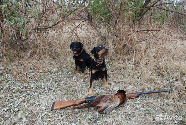 Ягдтерьерчики