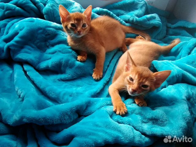 Абиссинские котята соррель