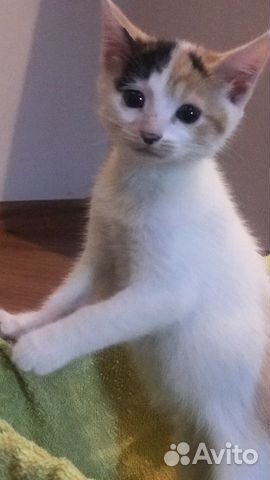 Котята бесплатно