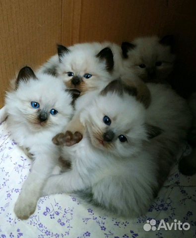 Невские маскарадные котята