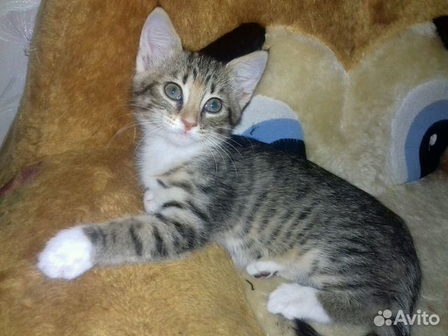 Котенок Лапочка
