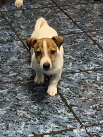 Продаётся замечательный щенок