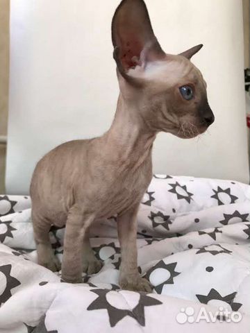Продам котёнка