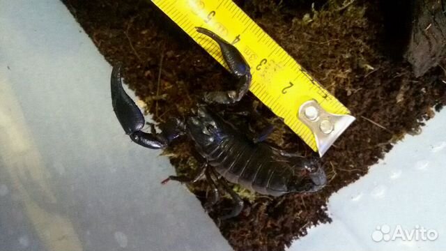 Скорпион гетерометрус спинифер