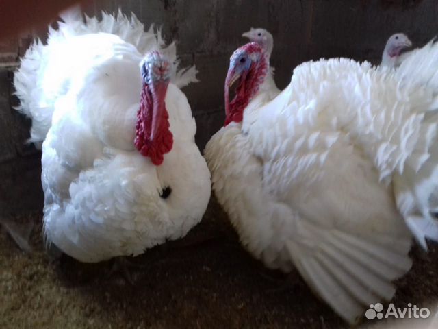 Продам индюков и индюшек