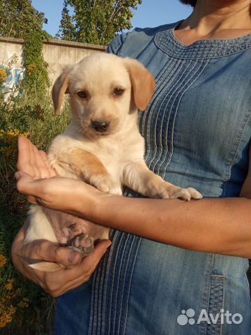 Славные малыши от маленькой собачки