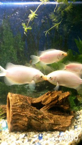 Рыбы аквариумные