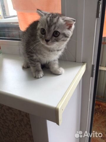 Отдам в добрый руки котёнка, шотландец