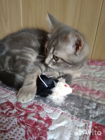 Котенок-девочка