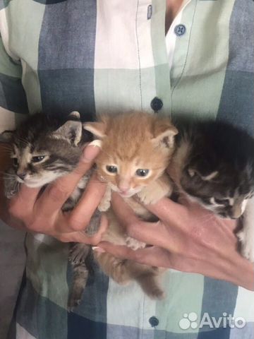 Котятки в добрые руки