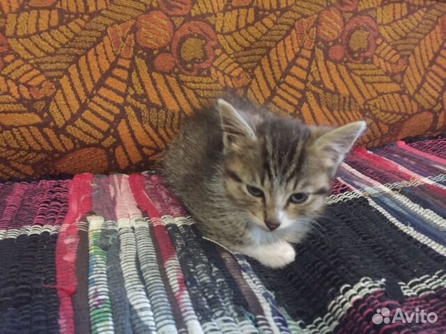 Отдам троих котят в хорошие руки