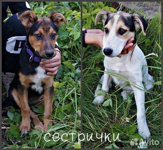 Щенки в добрые руки