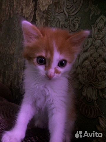 Котята от пушистой кошечки