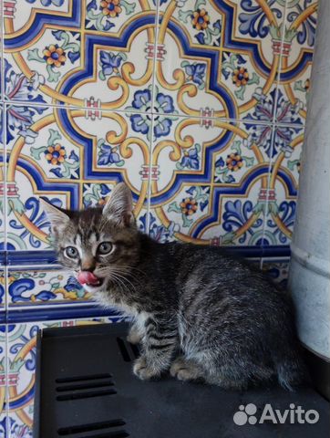 Москва. Котик-коток серенький бочок в добрые руки