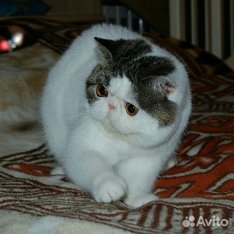 Продается экзотический котик