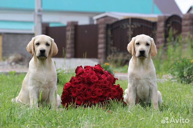 Щенки лабрадора из питомника керол рут