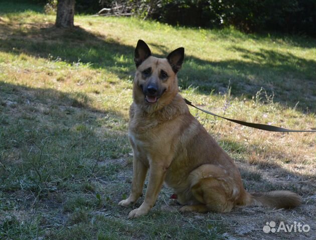 Красавец мужчина ищет дом