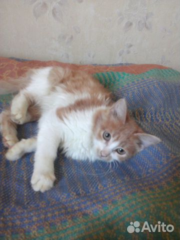 Длинношерстый кот