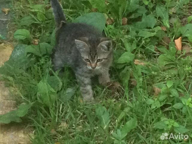 Котёнок в Добрый час, 2 мес