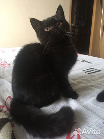 Кошка шотландская