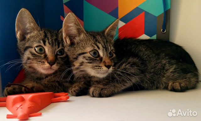 Два кота Европейской короткошерстной породы