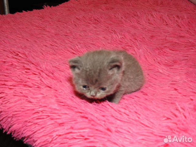 Продам Шотладских котят. Родились 09 06