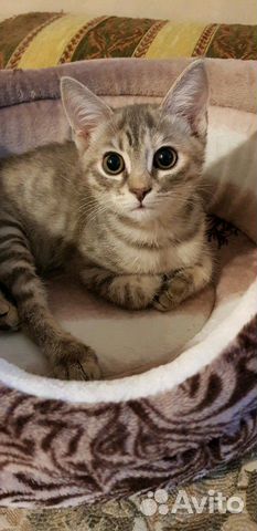 Нужна помощь котенку девочке 6мес