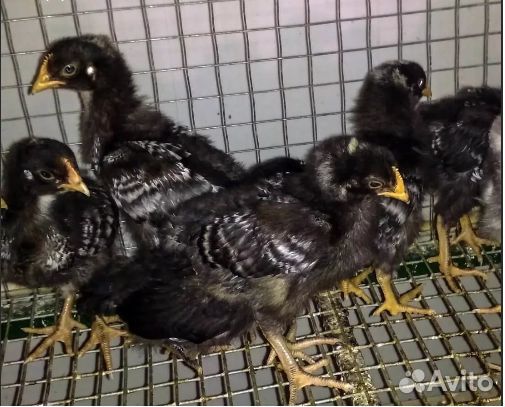 Цыплята Плимутрок