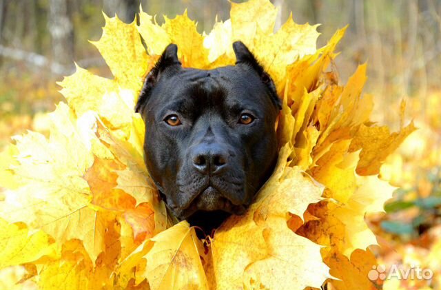 Щенки питбуля из питомника