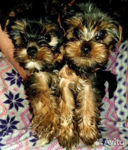 Щенки йоркширского терьера