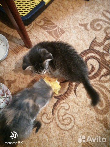 Три кота и одна кошечка