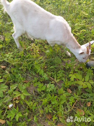 Овцы-ярочки, взрослые покрытые овцы, Козочки, козл