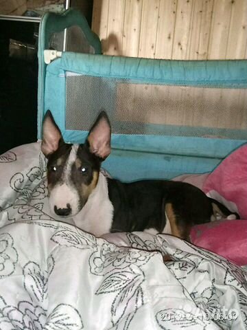 Щенок бультерьера