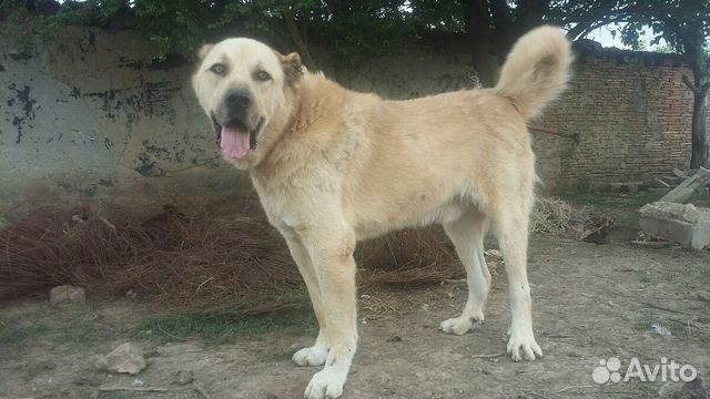 Вязка азиат