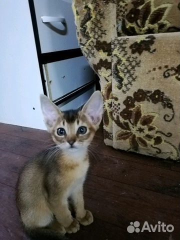 Абиссинские
