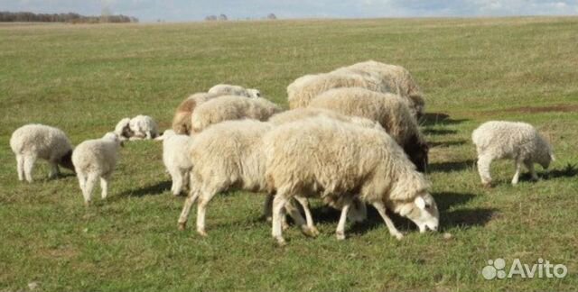 Бараны и овечки мясо и чистым весом