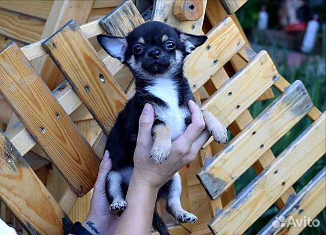 Назаретянин Граф Монте-Кристо