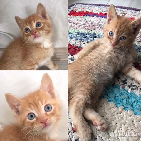 Рыжий котик
