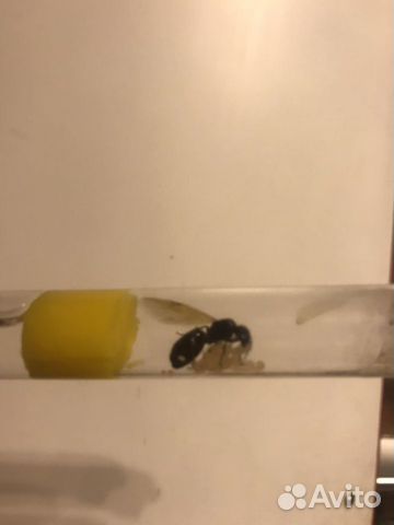 Матка муравей с расплодом Компанотус саксатилис (C